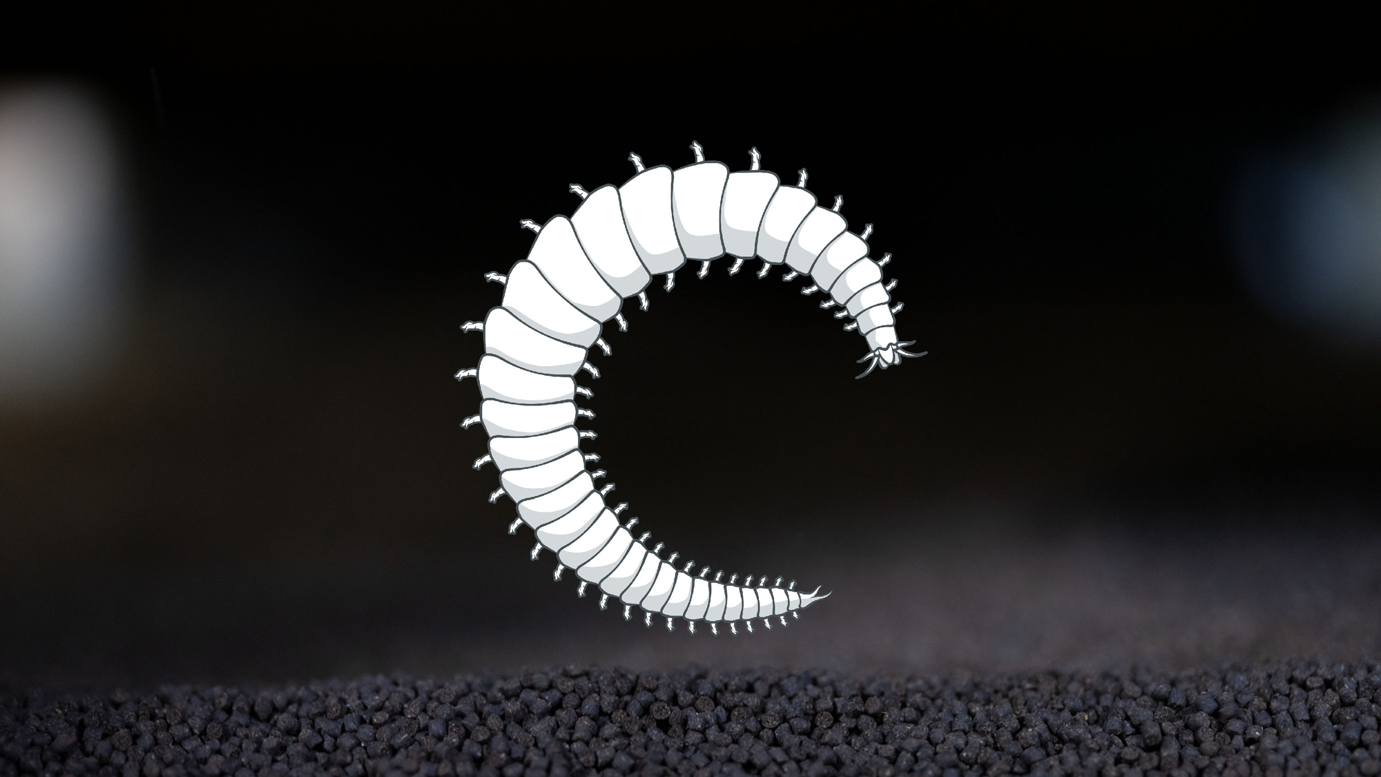 Worms – an emerging source of proteins - Prochaete