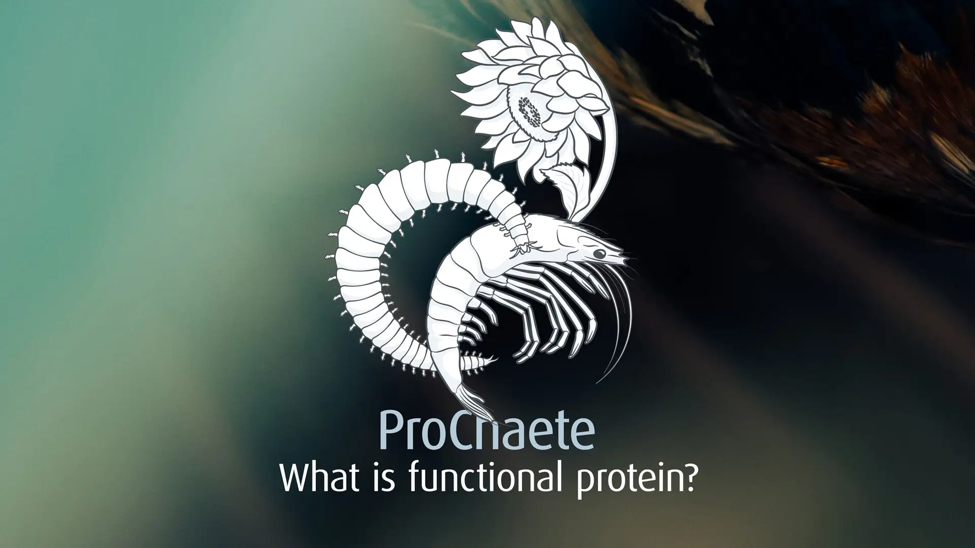 Functional protein for poultry - Prochaete